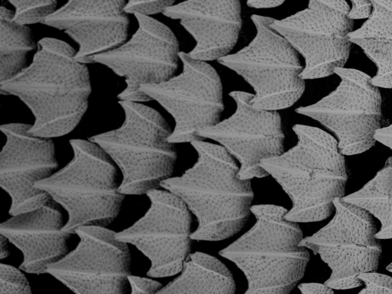 UM Today | Faculty of Science | Seeing mysteries and wonders of the ...