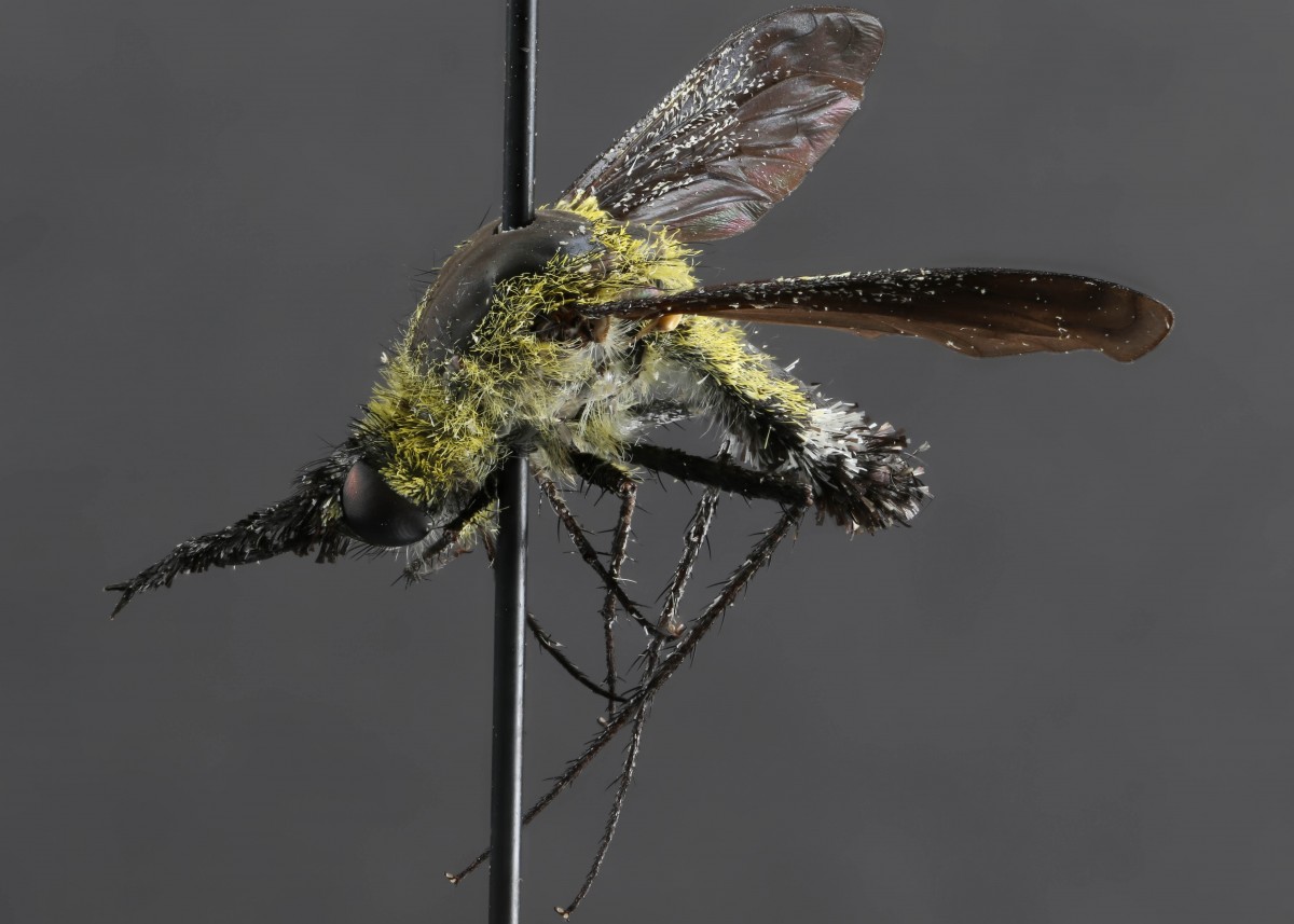 UM Today | A new view of insect beauty