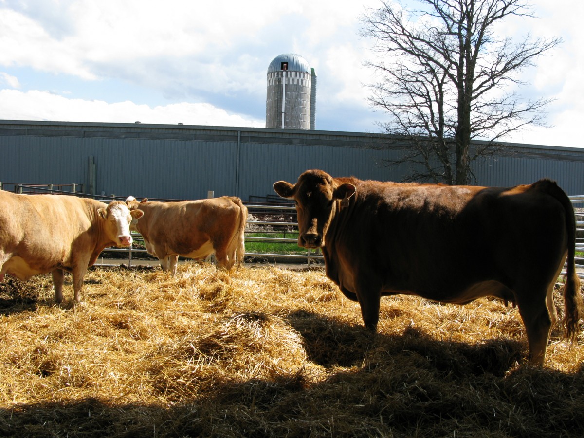UM Today | Faculty of Agricultural and Food Sciences | New research ...