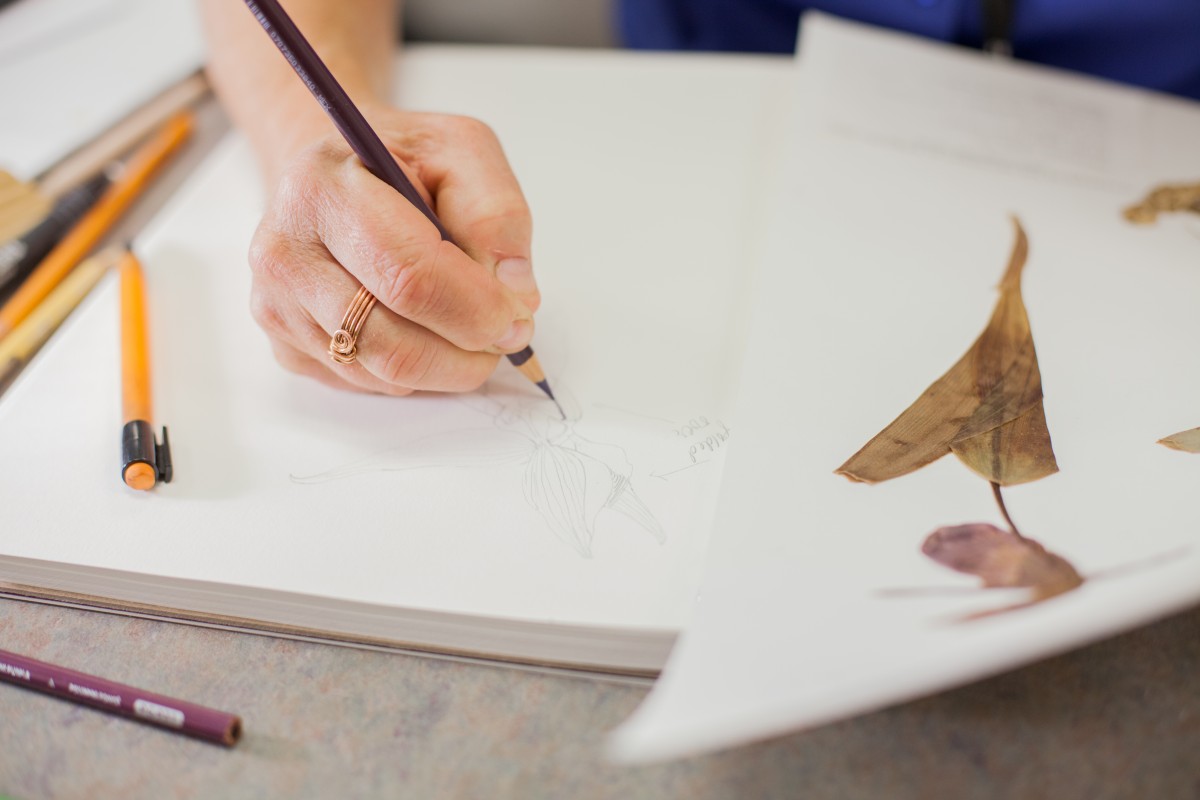 UM Today | Faculty of Science | Dry Media IV: A Herbarium Art Exhibit