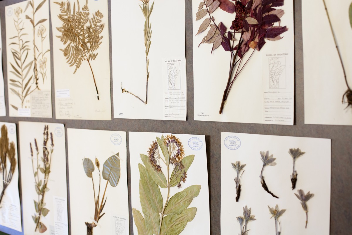 UM Today | Faculty of Science | Dry Media IV: A Herbarium Art Exhibit