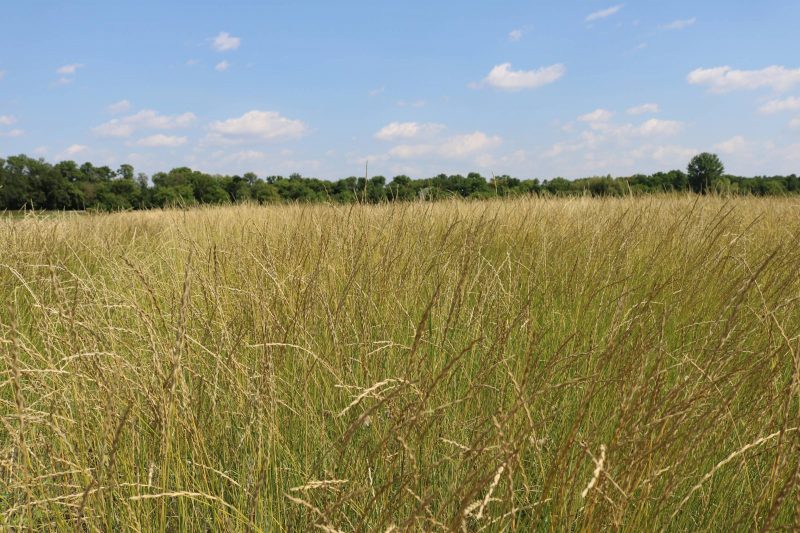 UM Today | Faculty of Agricultural and Food Sciences | Dual purpose ...