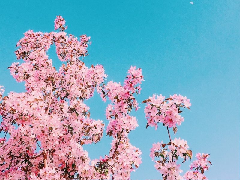 UM Today | Students | Spring is here with the April photo contest