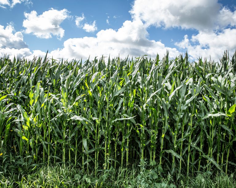 UM Today | Faculty of Agricultural and Food Sciences | Cattle Country ...