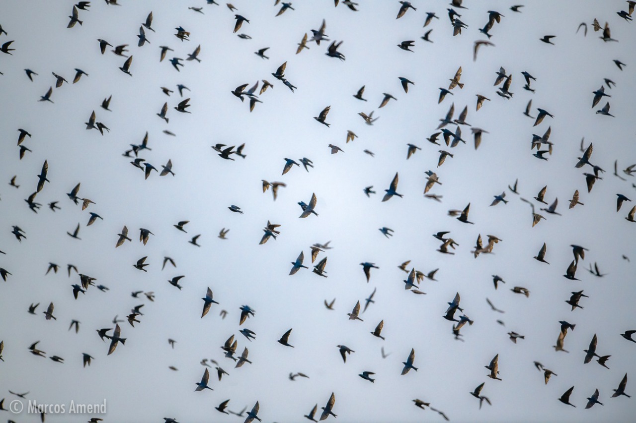 UM Today | Light pollution altering avian migration, UM study finds