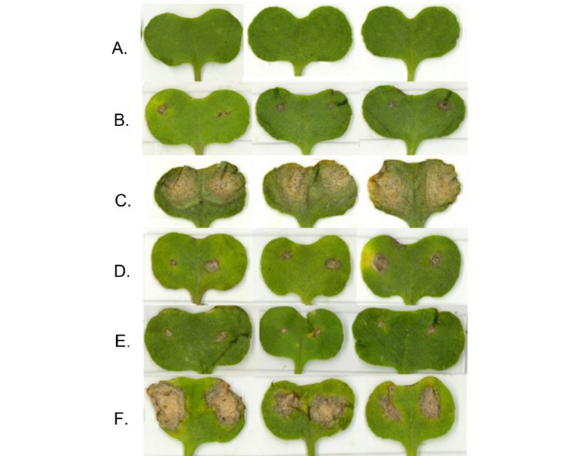 UM Today | Faculty of Agricultural and Food Sciences | UM in the News ...