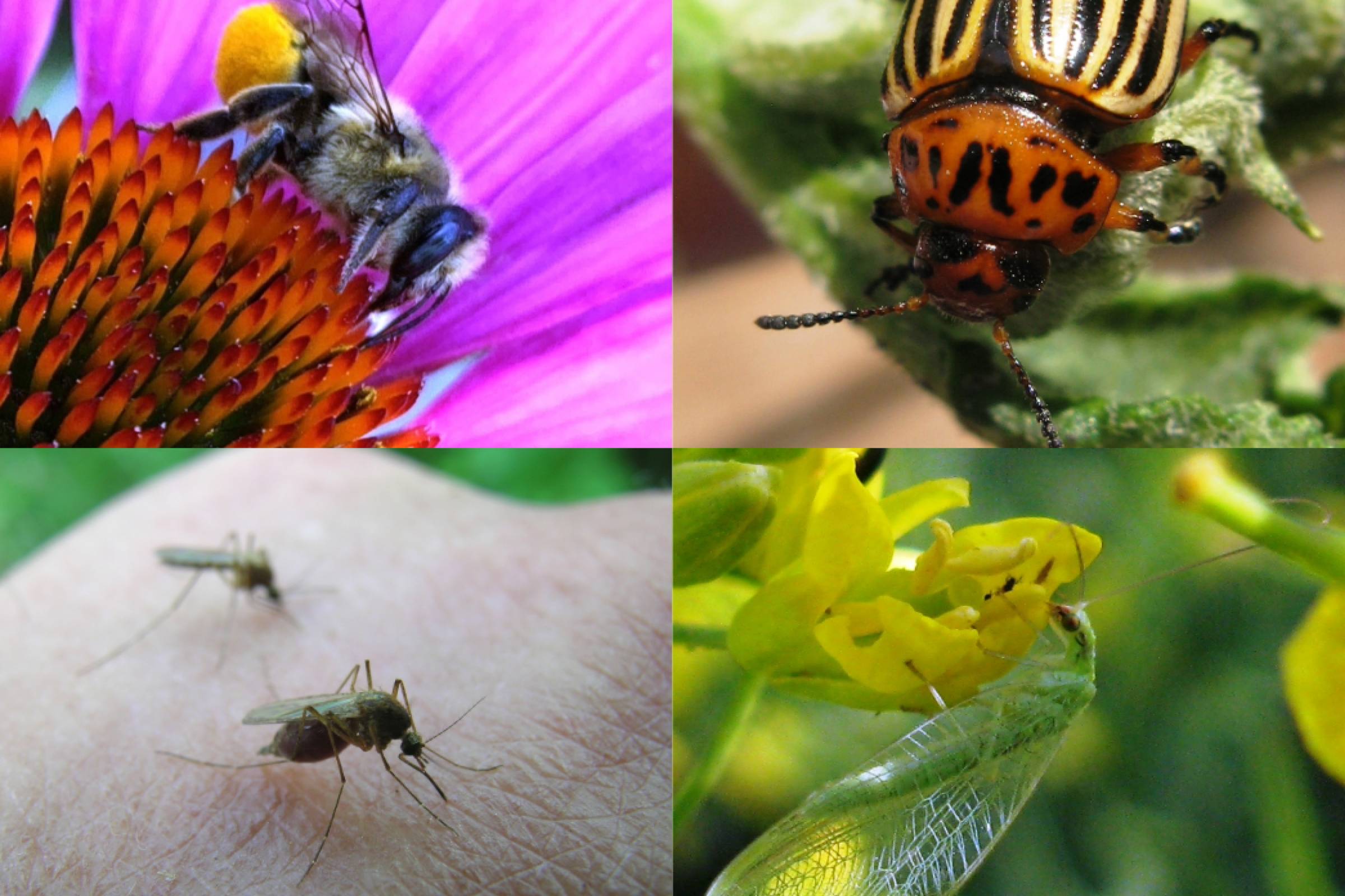 UM Today | Research and International | Insect Friends and Foes