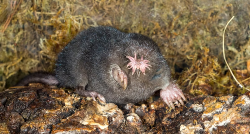 Biological Sciences | Faculty of Science | University of Manitoba